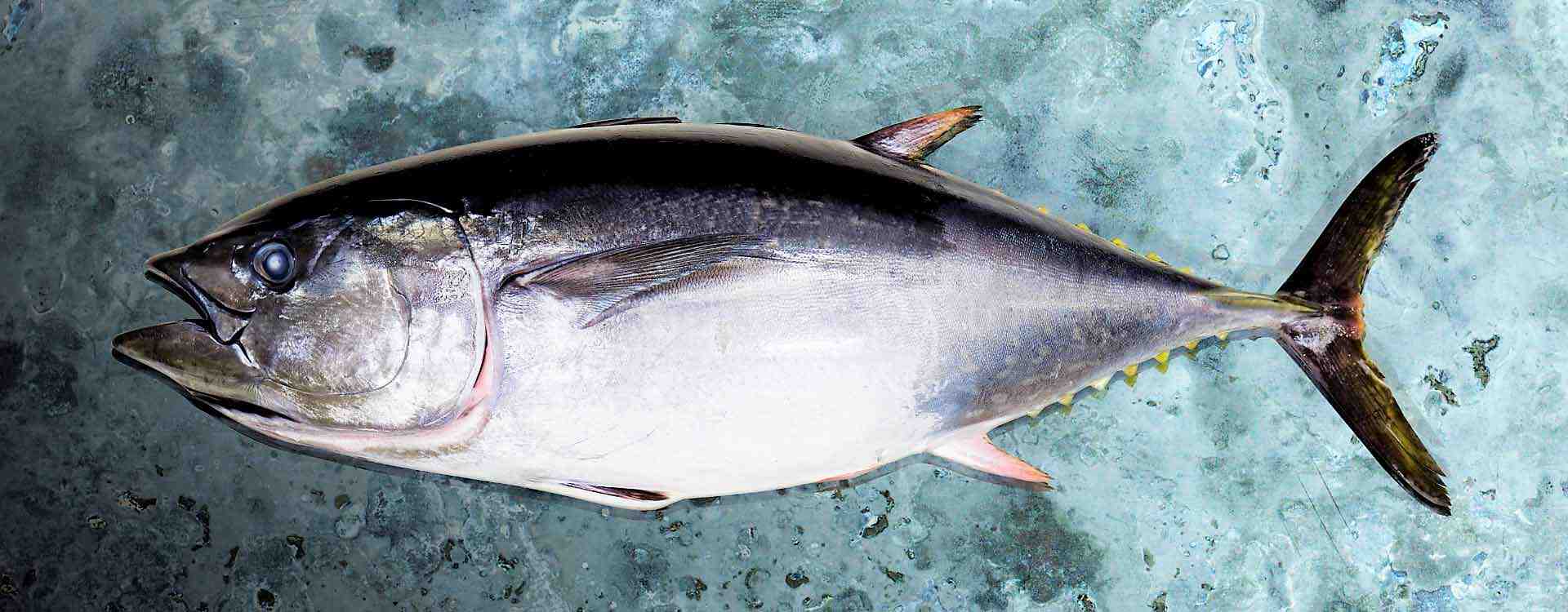 Southern Bluefin Tuna | FRDC